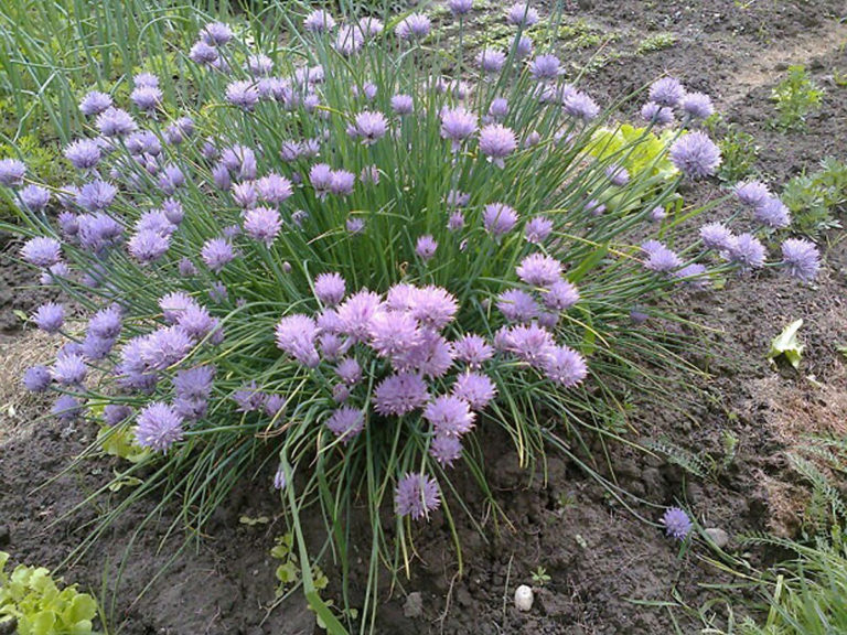 Vlašac nije isto što i vlasac | VegCook.net